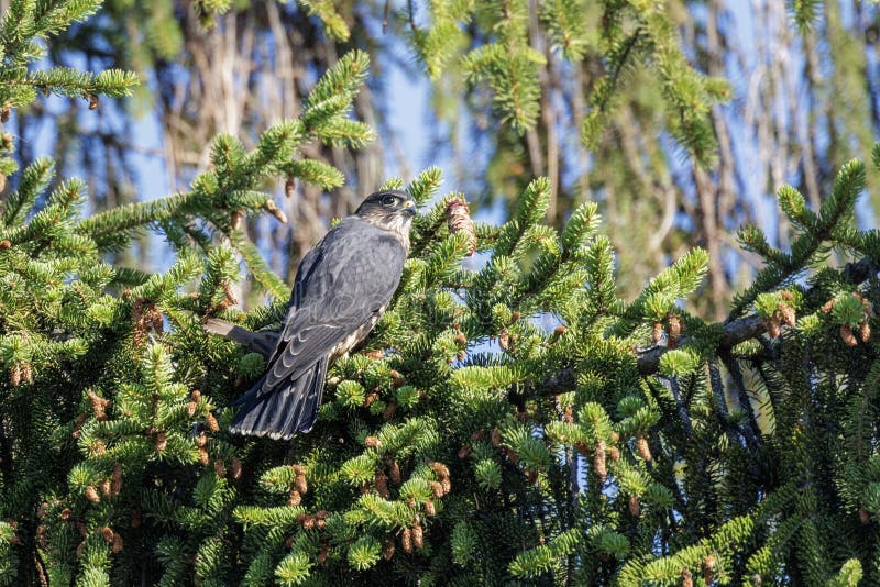 Merlin bird stock photo. Image of bird, american, wildlife - 365445312