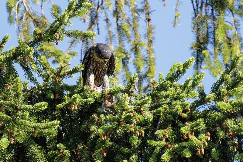 Merlin bird stock image. Image of wildlife, canada, columbia - 365445373