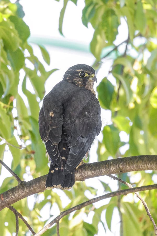 Merlin bird stock photo. Image of nature, merlin, british - 365446412
