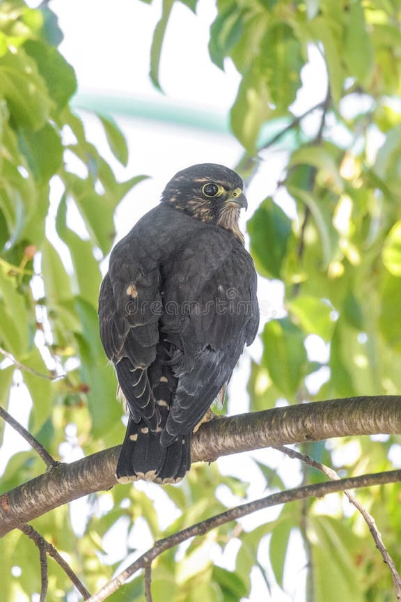 Merlin bird stock photo. Image of nature, merlin, british - 365446412