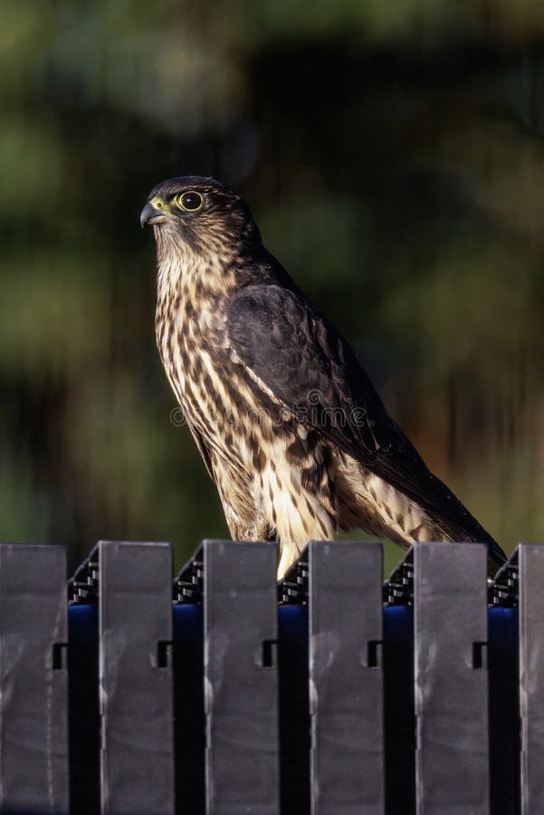 Merlin bird stock image. Image of wildlife, british - 365446529