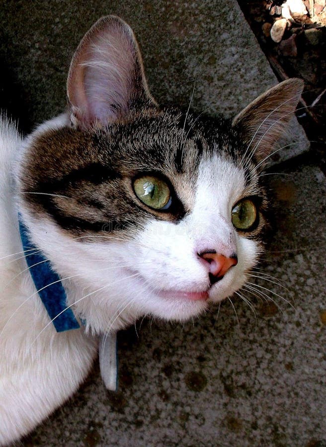 Merlin Cat stock image. Image of kitty, animals, pets - 55455641