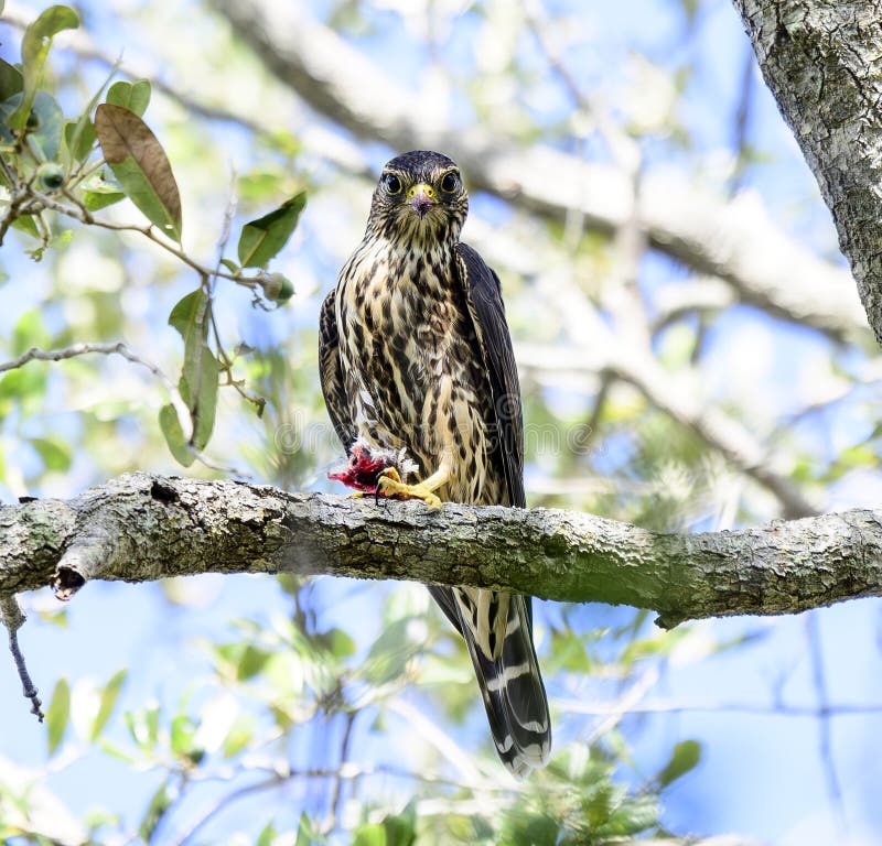 Merlin Eating a Prey on a Tree Branch. Stock Photo - Image of tree ...