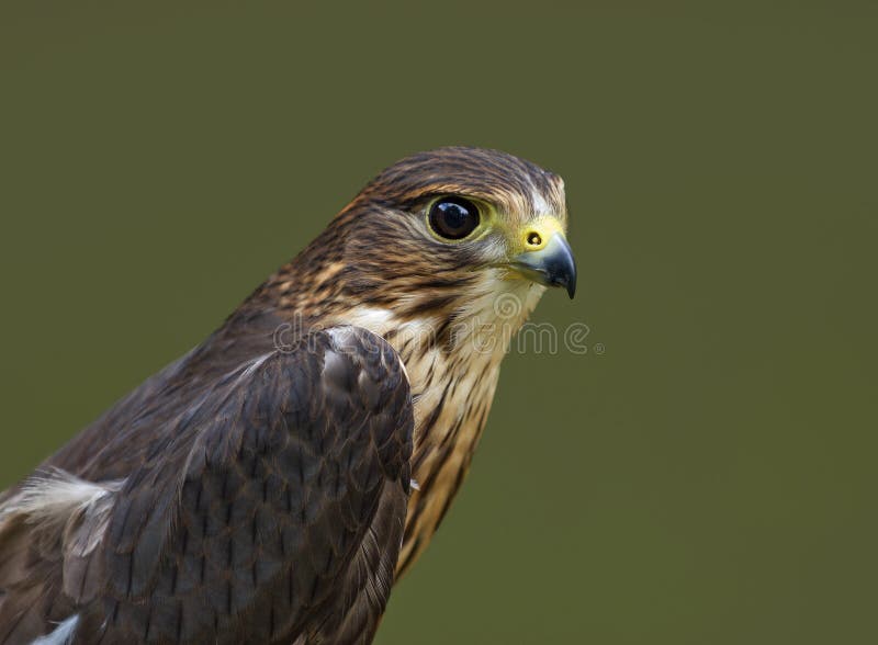 Falco Columbarius or Merlin is a Species of Falconiform Bird in the ...
