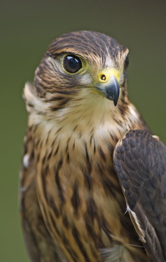 Falco Columbarius or Merlin is a Species of Falconiform Bird in the ...