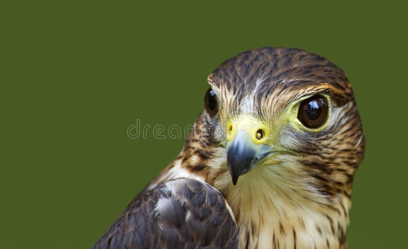 Falco Columbarius or Merlin is a Species of Falconiform Bird in the ...