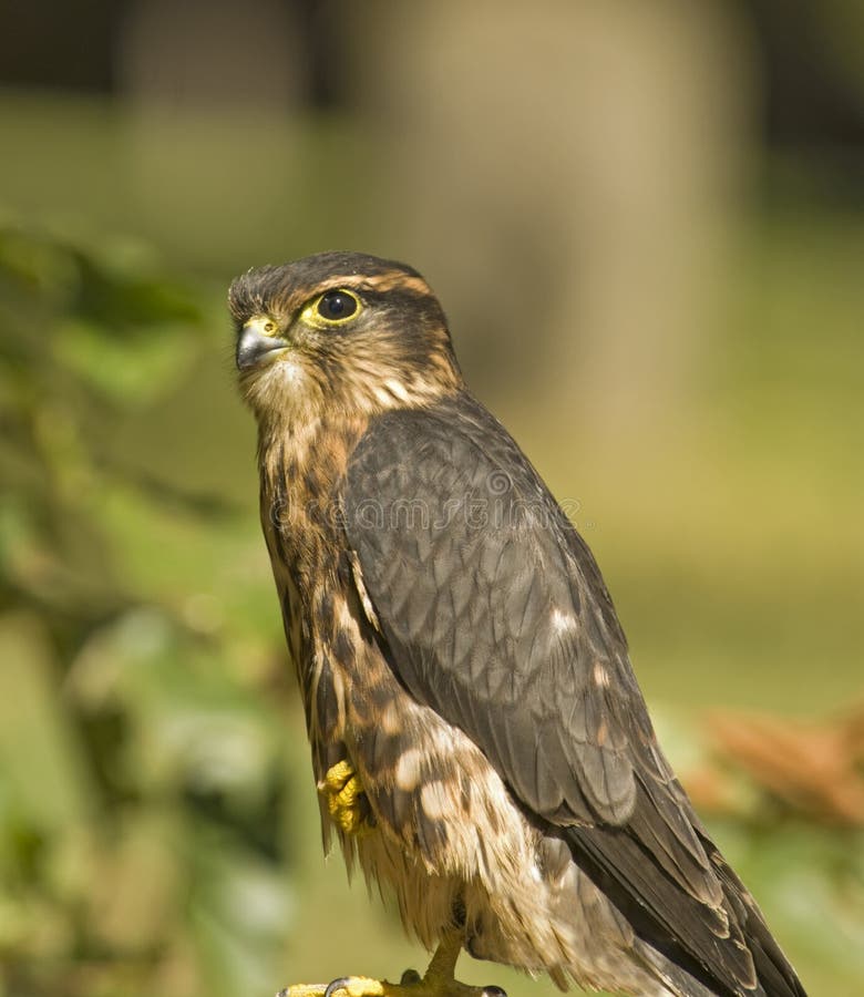 Merlin falcon stock photo. Image of merlin, plumage, bird - 13642142