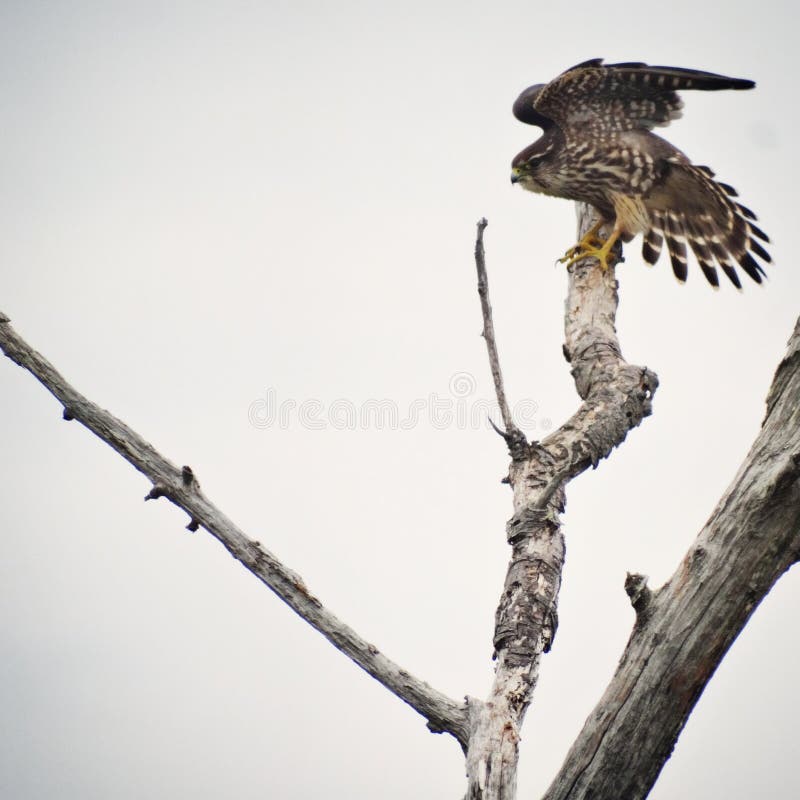 Merlin stock photo. Image of prey, wings, feathers, bird - 50444762