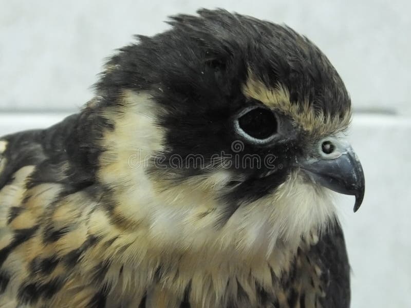 Merlin Falcon stock photo. Image of alone, horizontal - 59914962
