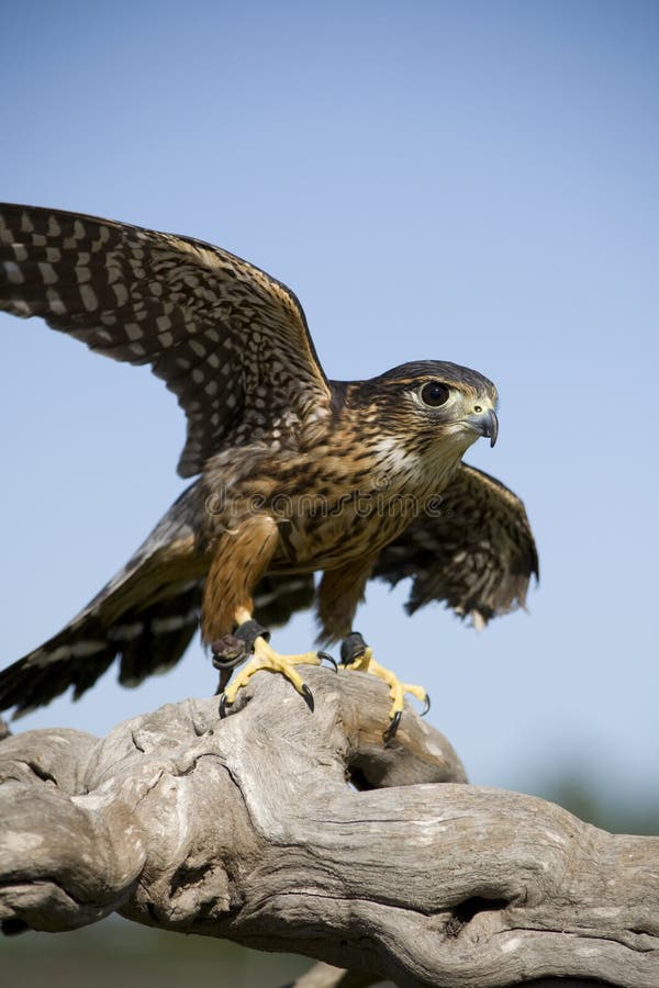 Merlin falcon bird stock image. Image of columbarius - 15923415
