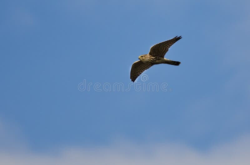 Merlin In Flight