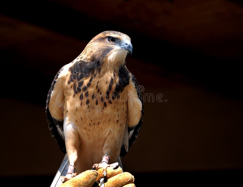 MERLIN-Falke stockbild. Bild von jagd, wildnis, falke - 3180427