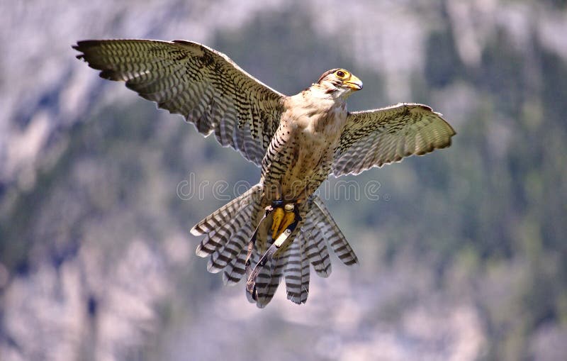 Female Merlin Falcon Flying