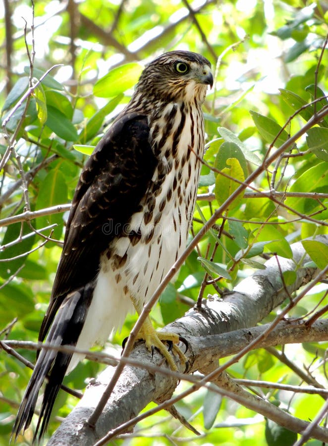Merlin Hawk Sitting on a Branch. Stock Photo - Image of sitting, bird ...