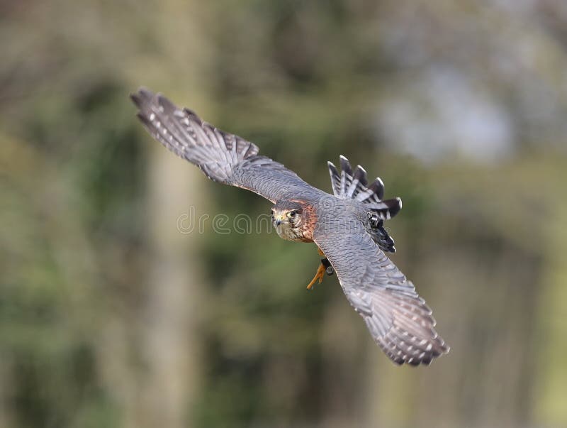 MERLIN im Flug stockbild. Bild von vogel, wild, falknerei - 89709761