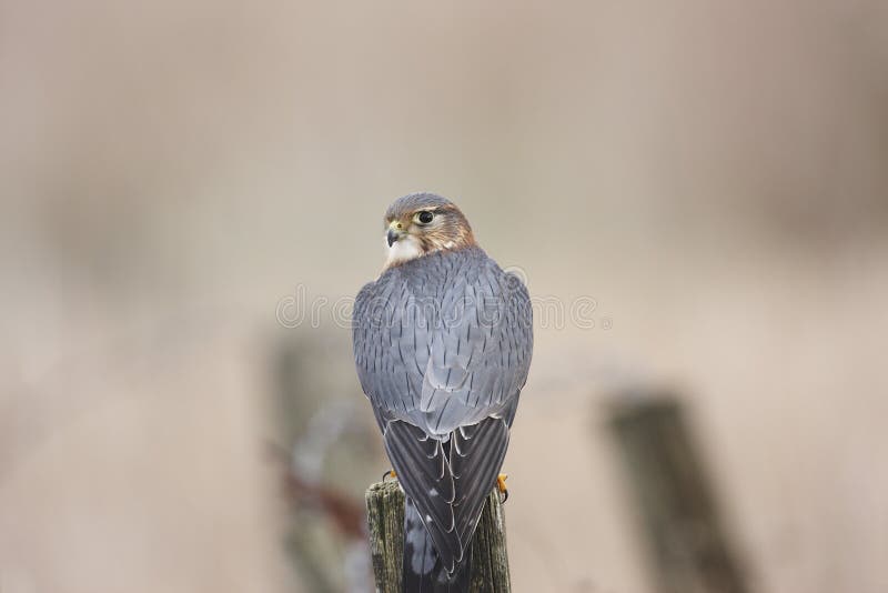 Merlin stock photo. Image of bird, small, merlin, falco - 101548298