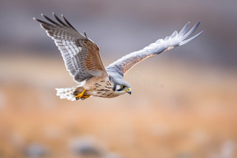 Merlin with Outstretched Wings Catching Wind Currents Stock Photo ...