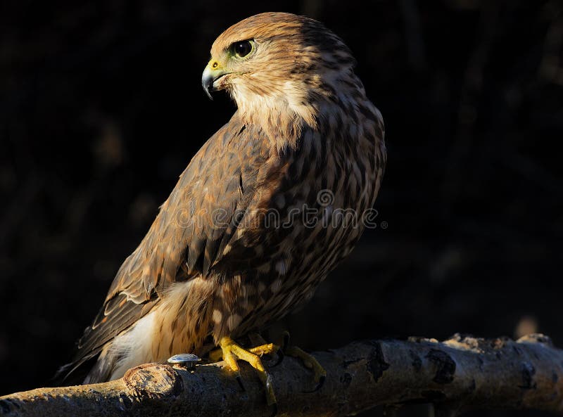 Merlin or Pigeon Hawk stock image. Image of hawk, pigeon - 1848821