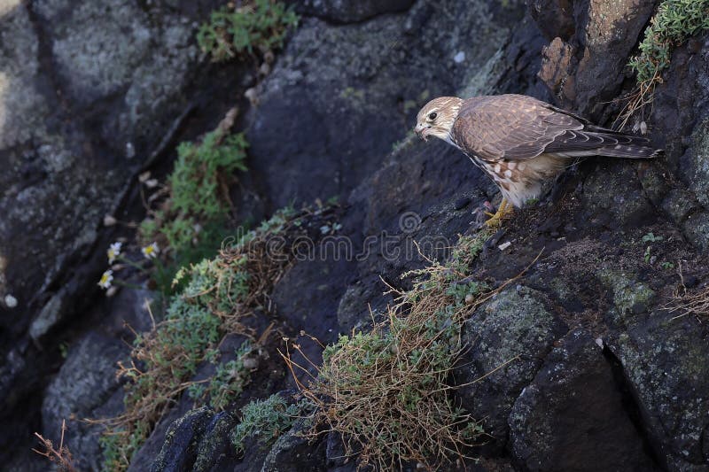 Merlin with Prey on the Cliff Edge Stock Image - Image of plumage ...