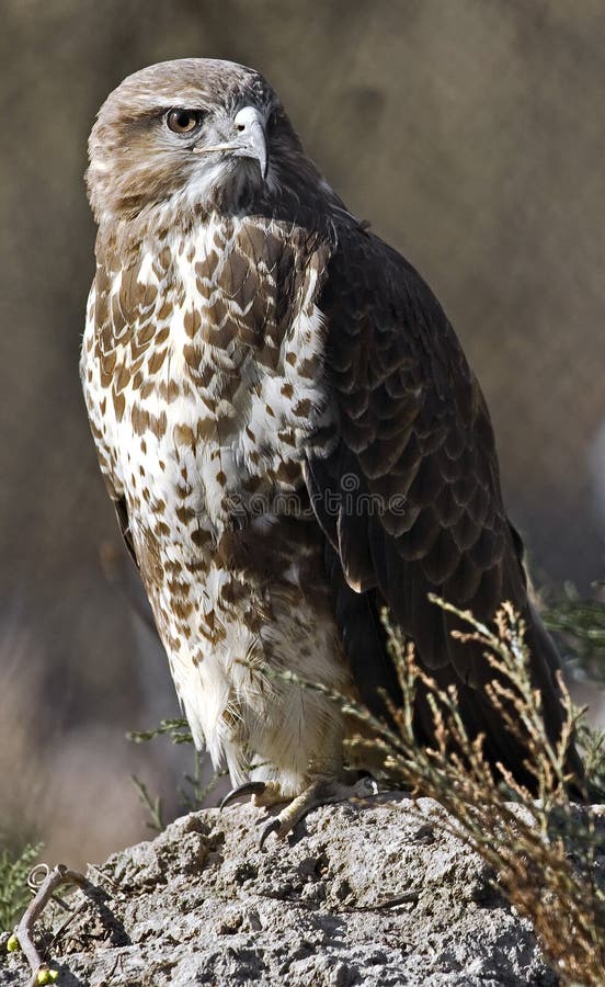 Merlin 1 stock photo. Image of animal, nice, ornithology - 30906624
