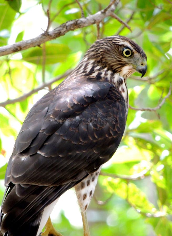 Merlin`s Profile stock image. Image of front, type, white - 125486313