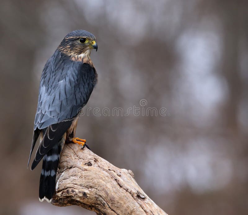 Merlin Sideview stock image. Image of stare, feather - 91126517