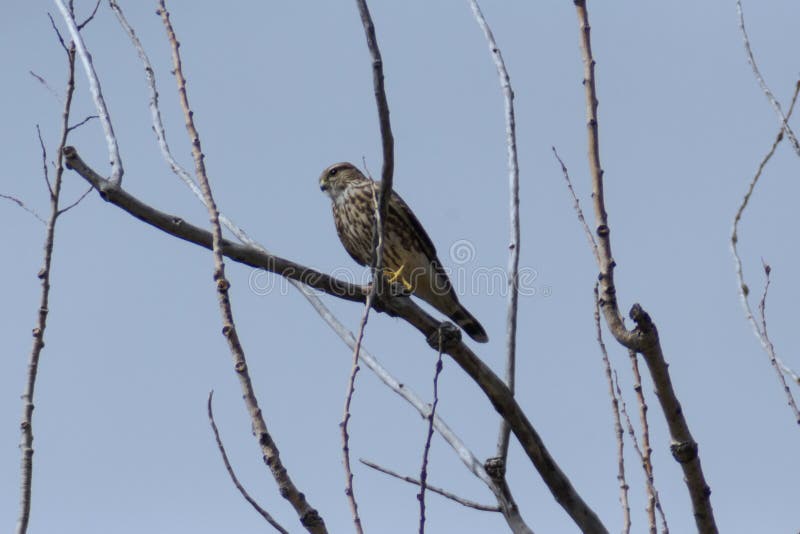 Small Merlin Falcon Perched on a Wheel Stock Image - Image of nature ...