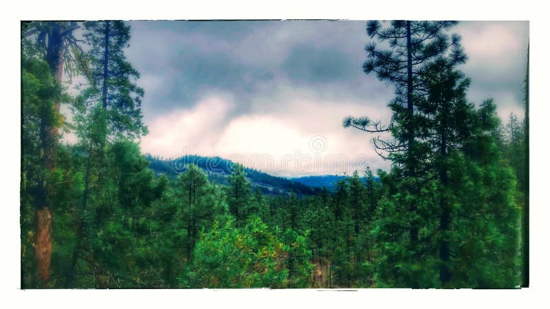 Merlin, or. stock photo. Image of merlin, nature, oregon - 134196286