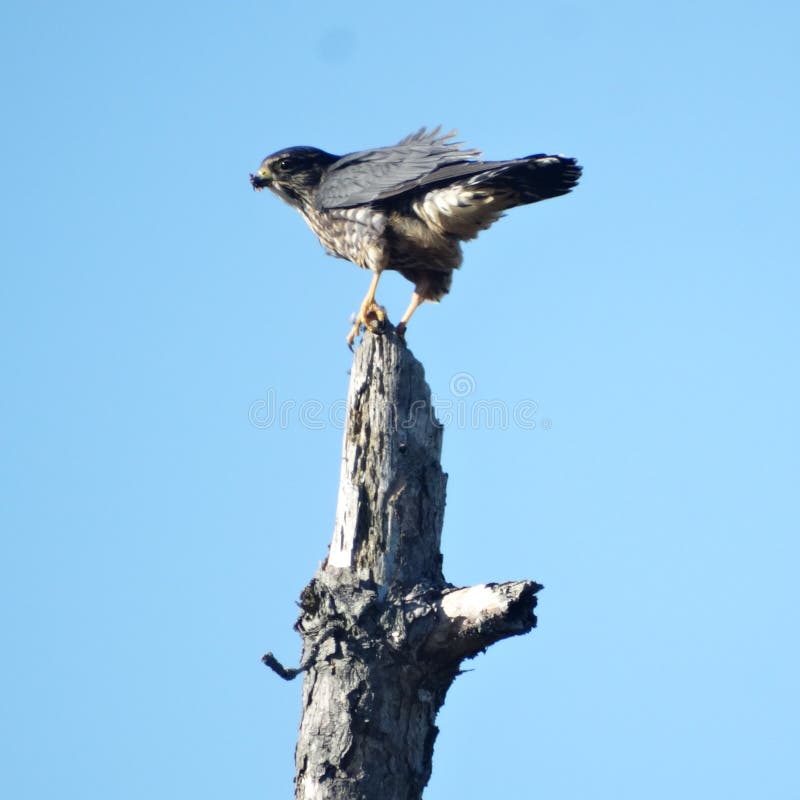 476 Male Merlin Photos - Free & Royalty-Free Stock Photos from Dreamstime