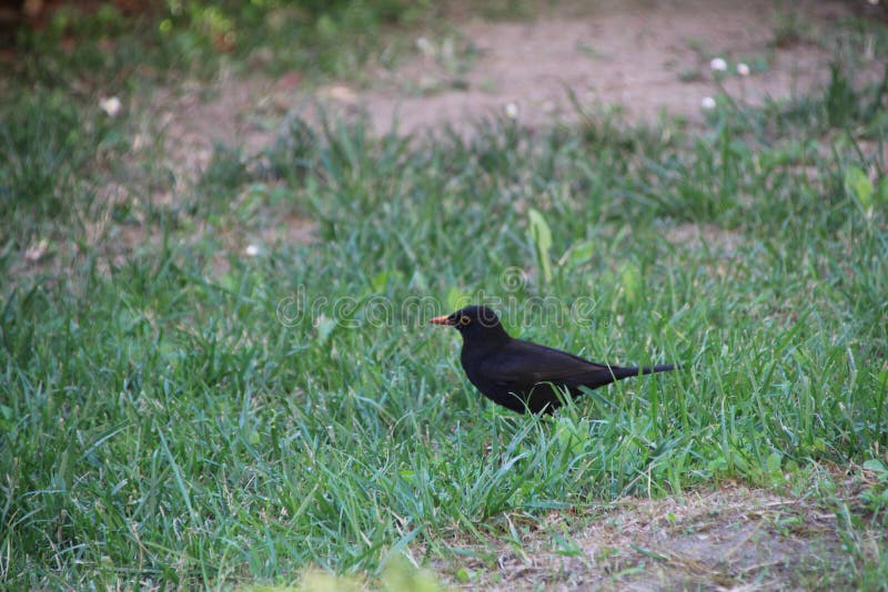 Merlo foto de archivo. Imagen de hierba, animal - 131900302