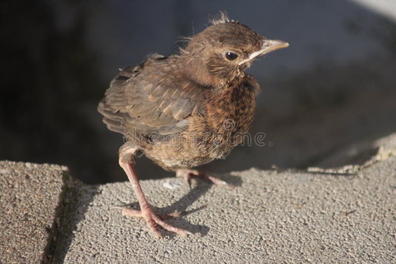 Piccolo merlo fotografia stock. Immagine di nave, albero - 14598334