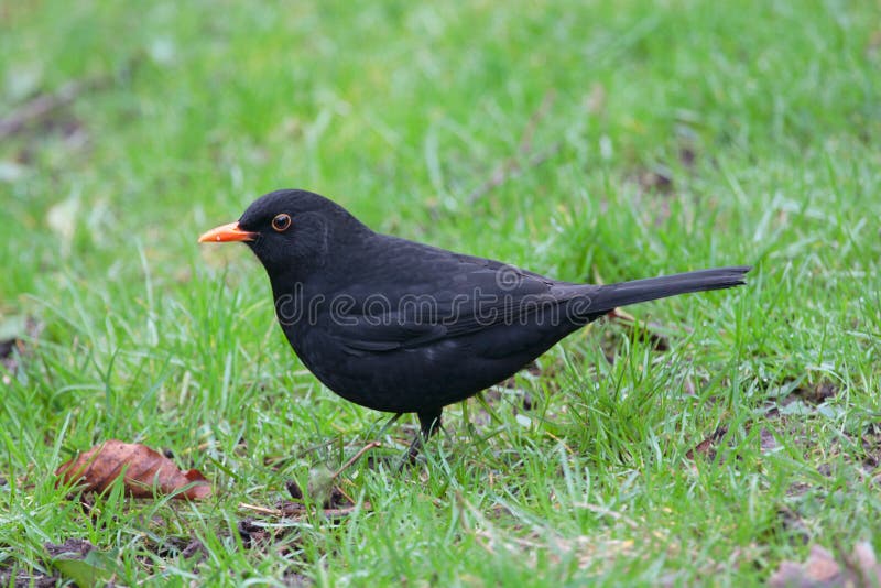 Merlo Comune Con Un Lombrico Immagine Stock - Immagine di lombrico ...