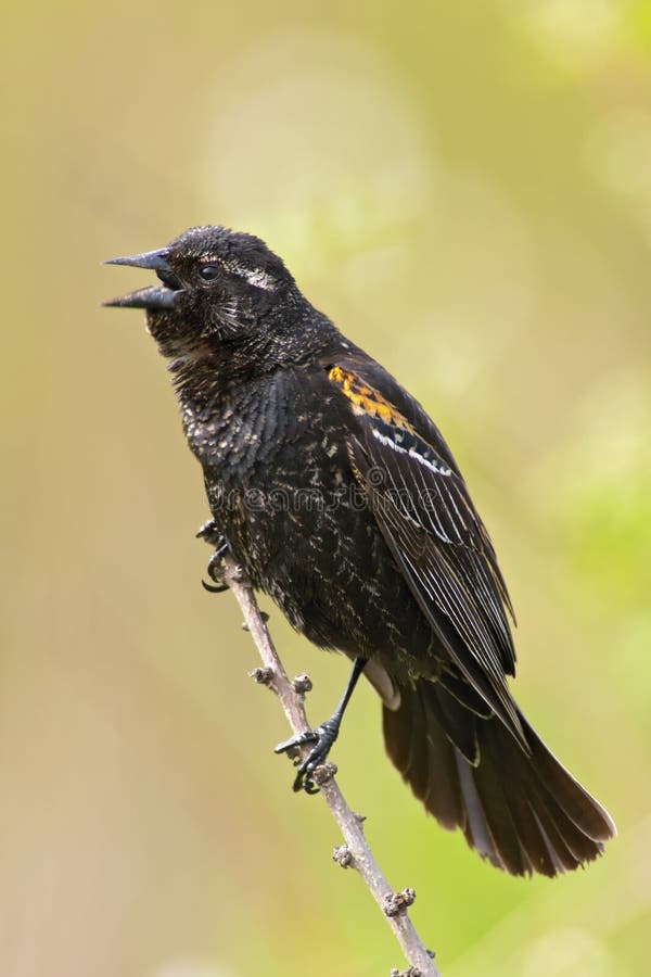 Merlo Ad Ali Rosse Giovanile Immagine Stock - Immagine di animale ...