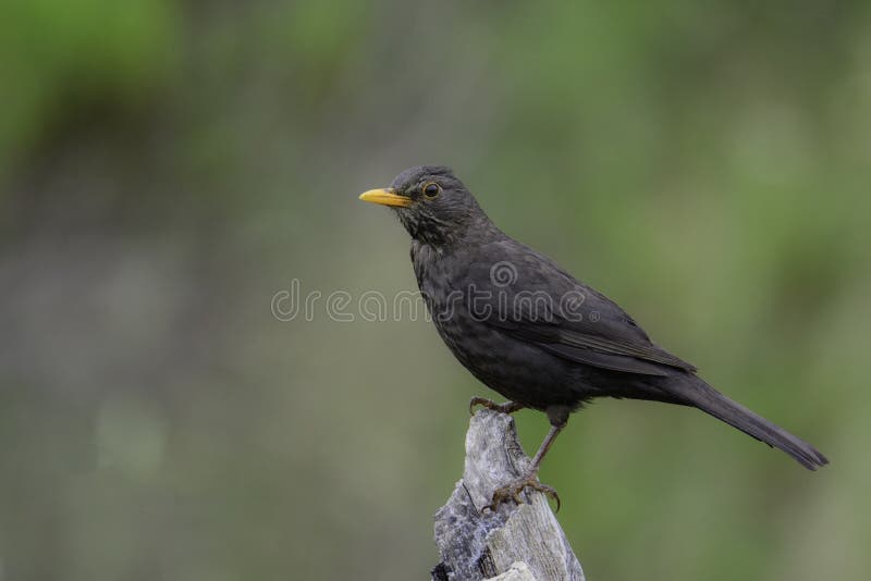 Piccolo Uccello Nero Merlo O Di Merula Comune Del Turdus Con La ...