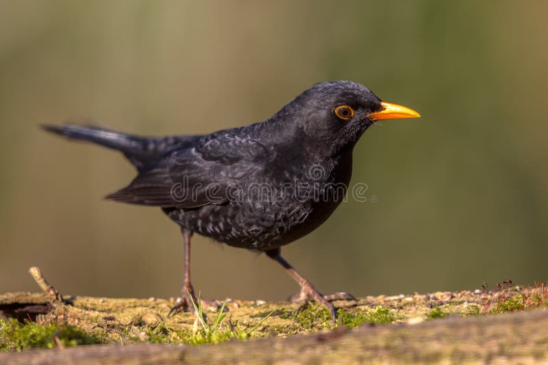Merlo Comune Del Maschio In Giardino BRITANNICO Immagine Stock ...