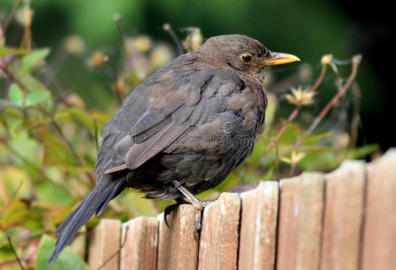 Merlo Femminile Che Mangia Le Bacche Fotografia Stock - Immagine di ...