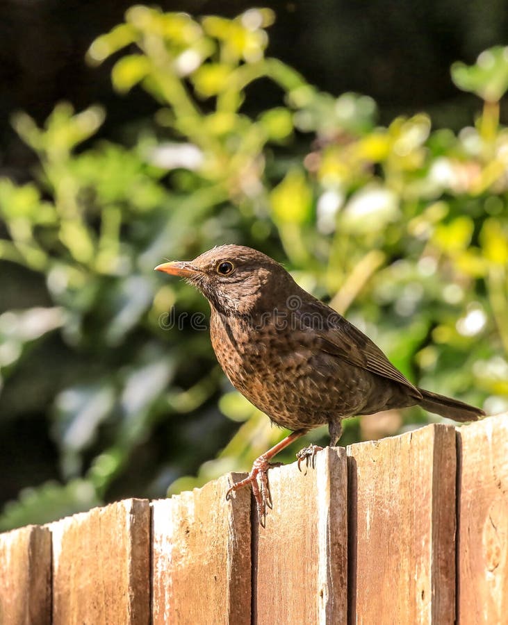 Merlo Femminile Che Mangia Le Bacche Fotografia Stock - Immagine di ...