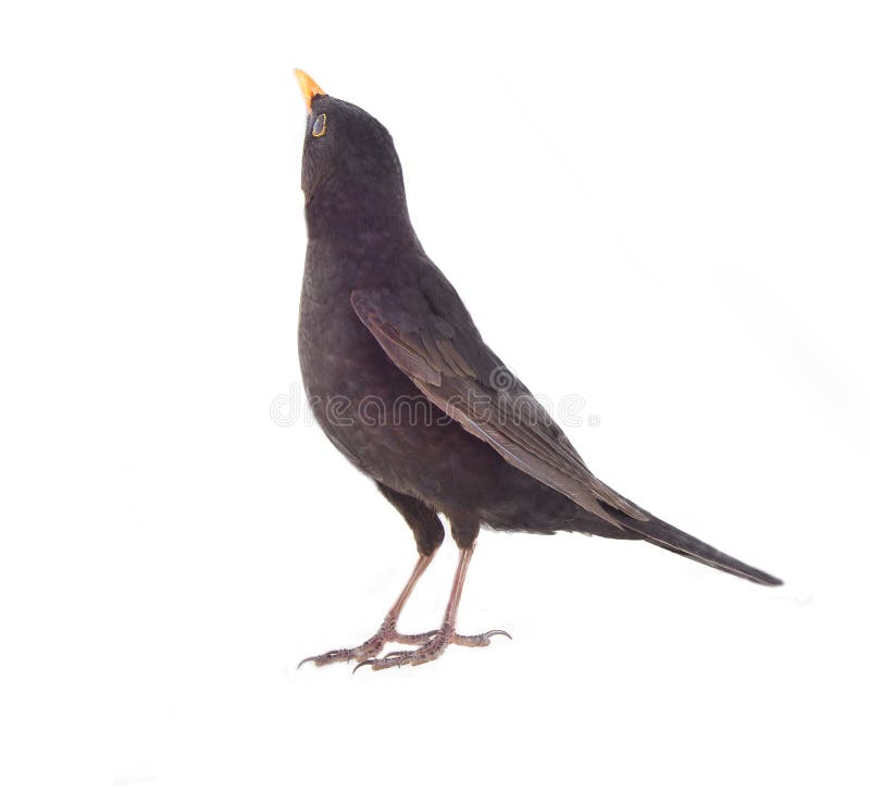 Merlo maschio fotografia stock. Immagine di canzone - 124706132