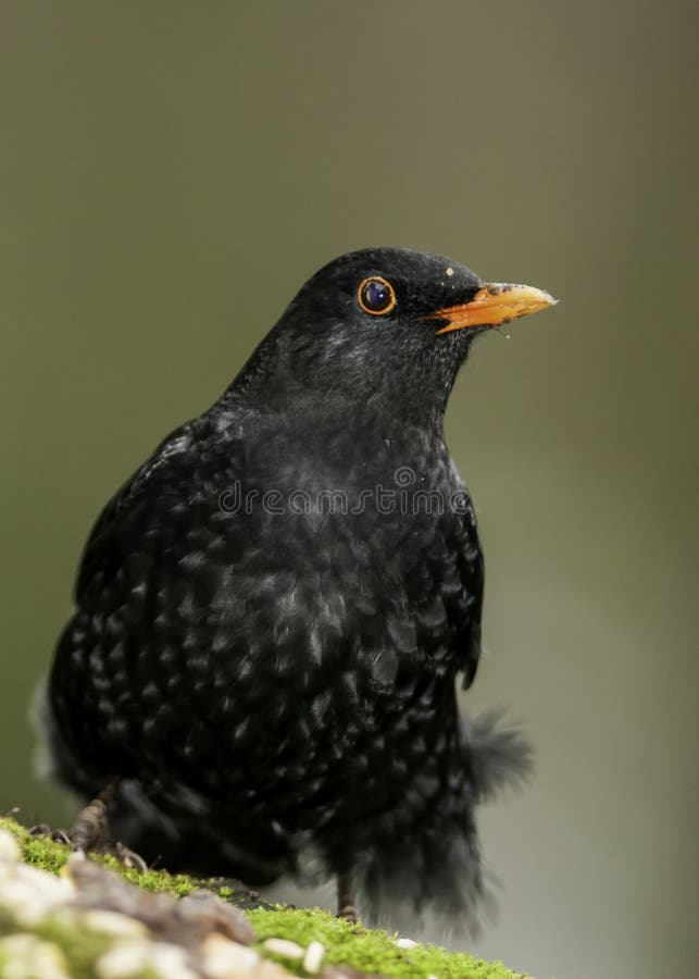 Merlo maschio immagine stock. Immagine di tordo, uccello - 48059329