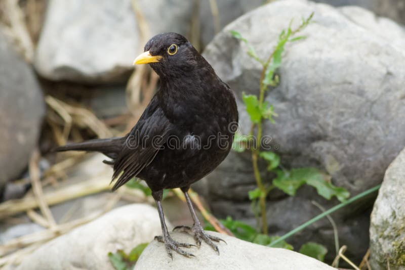 Merlo Maschio (merula Del Turdus) Fotografia Stock - Immagine di ...