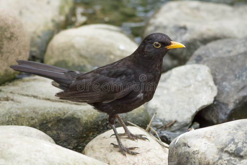 Merlo Maschio (merula Del Turdus) Fotografia Stock - Immagine di ...