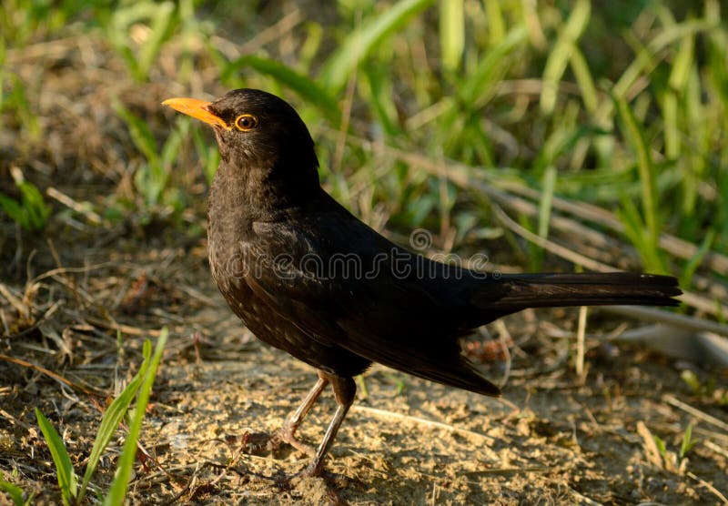 Merlo in un parco all'alba immagine stock. Immagine di animale - 42290721