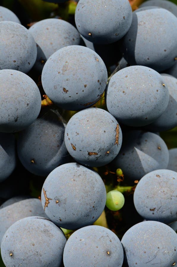 Merlot stock image. Image of wine, fruit, hanging, perennial - 21965367