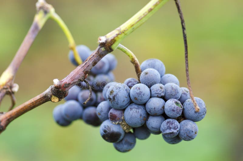Merlot Cluster with Rotten Grapes on a Vine. Selective Focus Stock ...