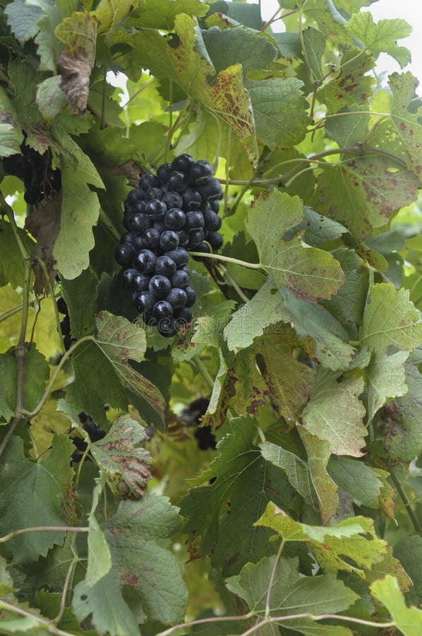 Merlot Grape Clusters stock photo. Image of marilyn, fruit - 34049818
