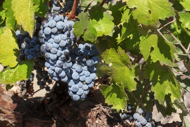 Merlot Grape Clusters stock photo. Image of marilyn, fruit - 34049818