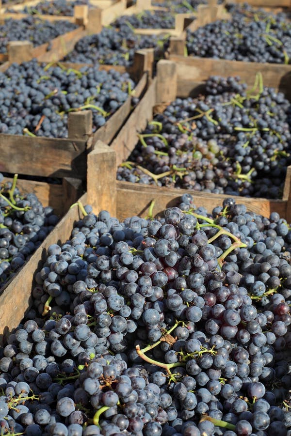 Merlot Grape Clusters stock photo. Image of marilyn, fruit - 34049818