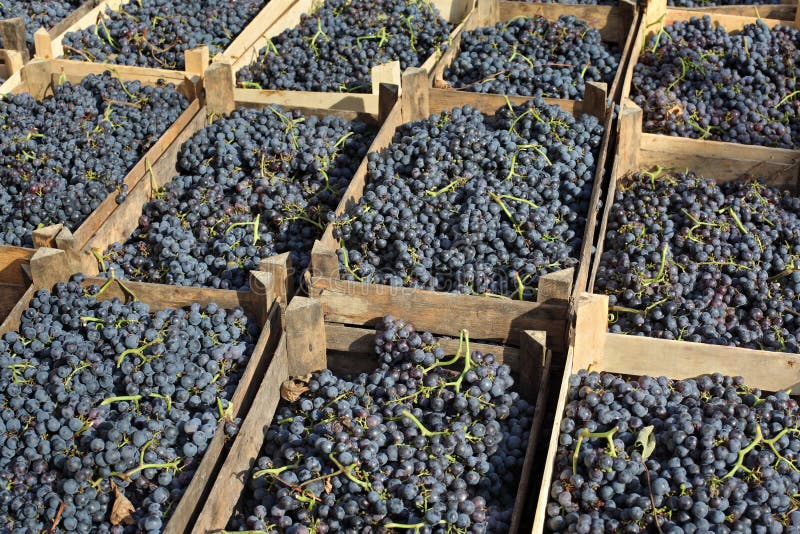 Merlot Grape Clusters stock photo. Image of marilyn, fruit - 34049818