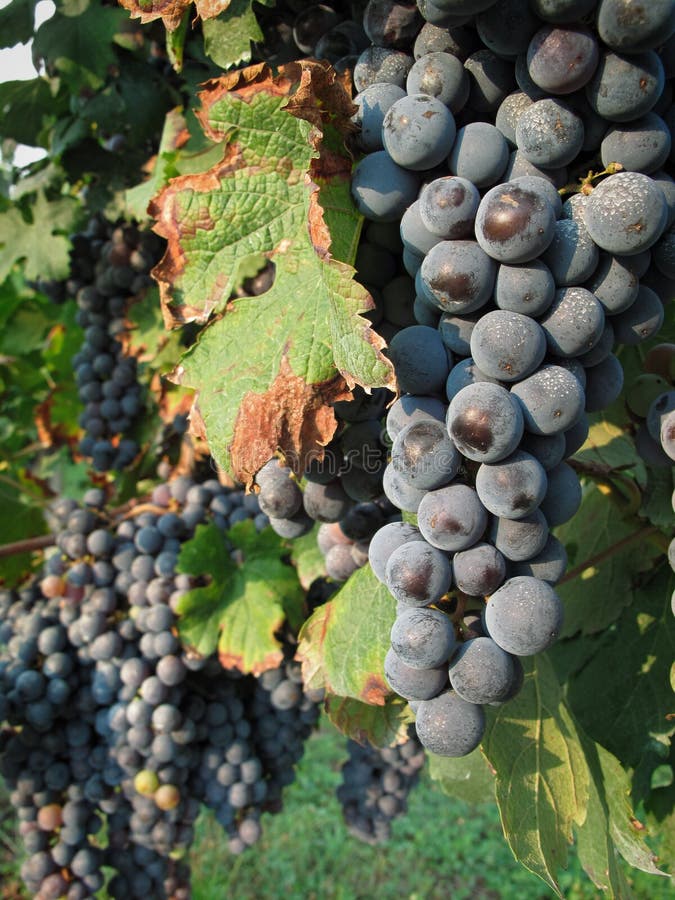 Merlot Grapes stock image. Image of vino, bunches, grapes - 1982149