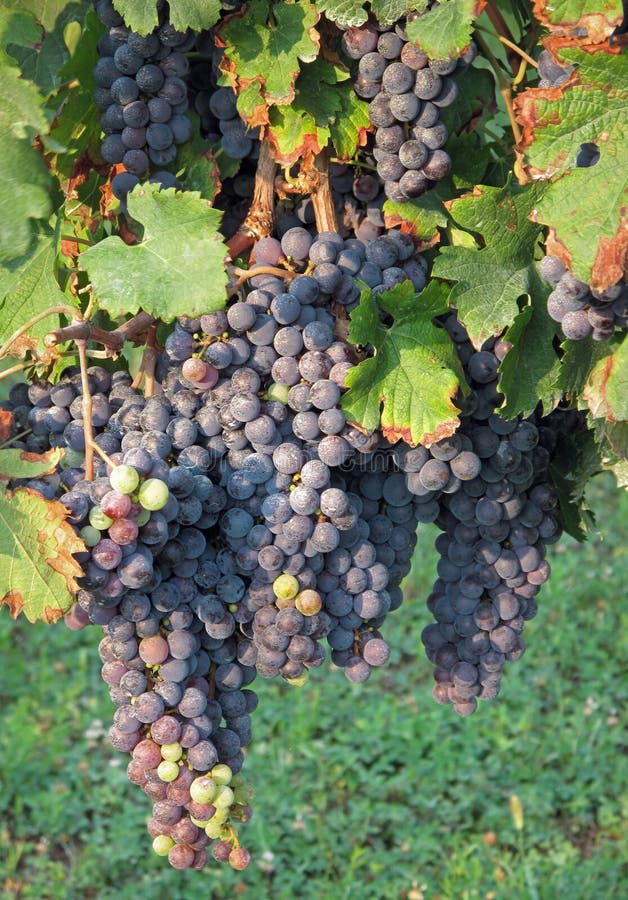 Merlot grapes stock image. Image of harvesting, agriculture - 13108405